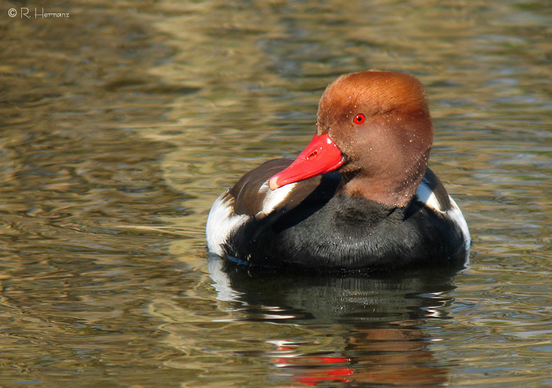 fotosricardo-h: PATO COLORADO I - Red-crested pochard I