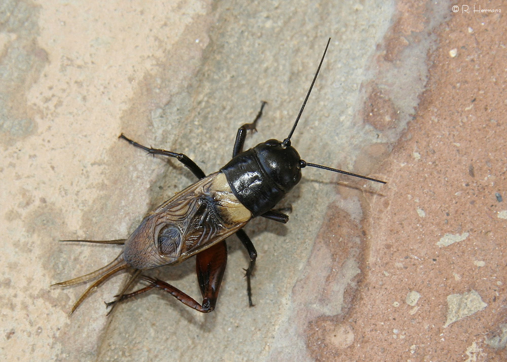 fotosricardo-h: GRILLOS Y SALTAMONTES - Crickets and Grasshopers