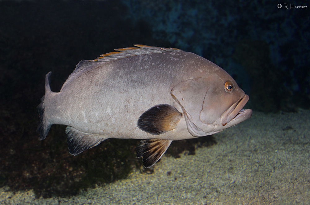 fotosricardo-h: PECES DEL LITORAL ESPAÑOL II: Serránidos - Spanish sea ...