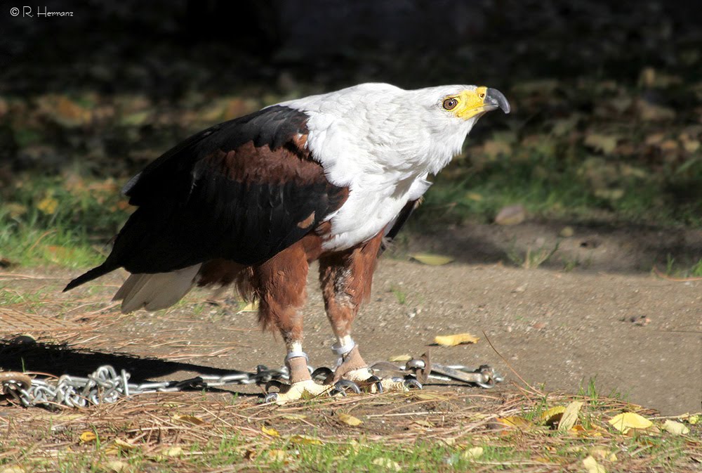 fotosricardo-h: PIGARGO VOCINGLERO AFRICANO - African fish eagle