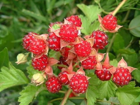 Raspberry ~ Rubus Parvifolius ~ Chocolate Raspberry Cake
