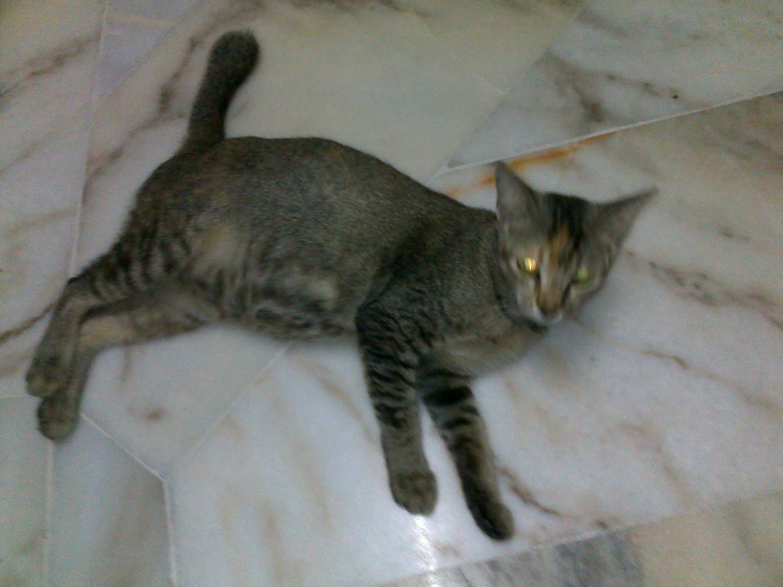 Cerita Along & Angah