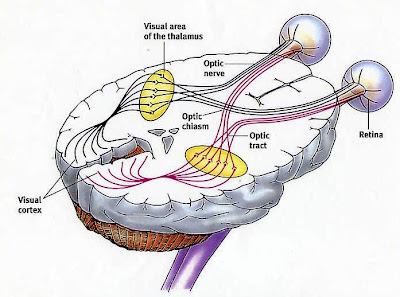 Cranial Nerves: OPTIC NERVE