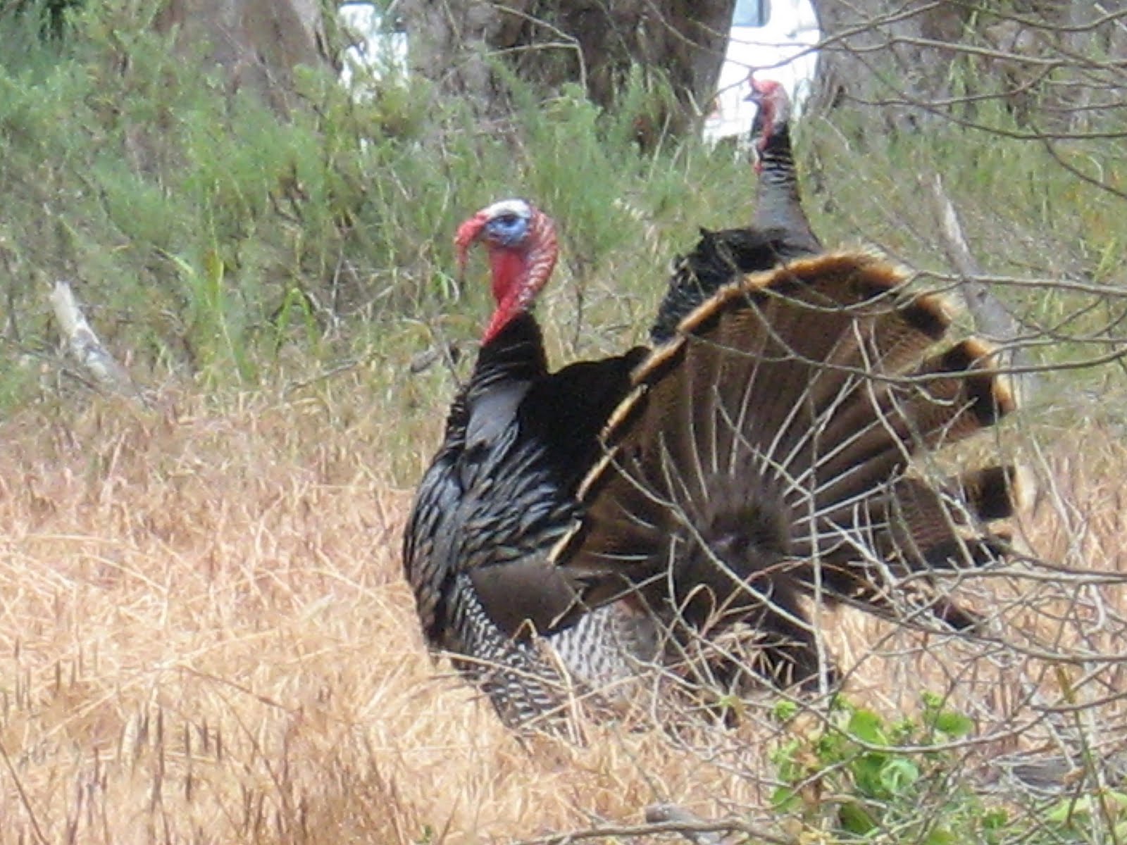Wild Turkey (photo) Shoot