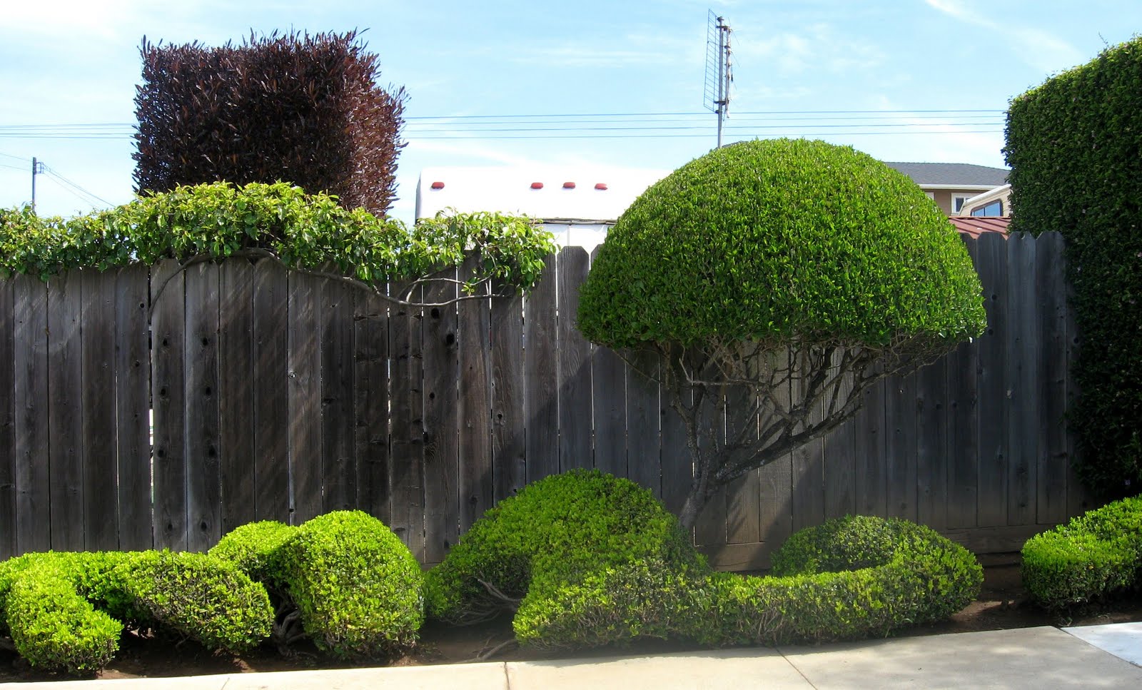Topiaries in Morro Bay, CA