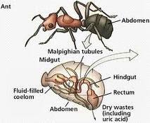 insect planet: Morphology and physiology