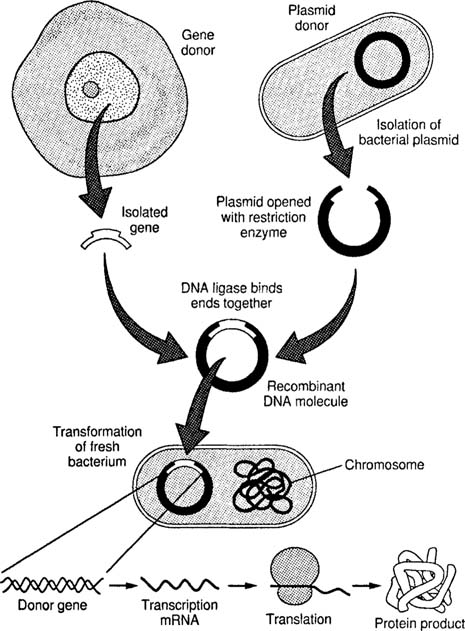 AHA '10 Decades Project - 1970's: Recombinant DNA by Jerilyn Nick