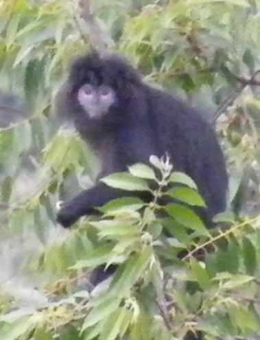 diar siilittleprimate: Lutung Budeng (Trachypithecus auratus)