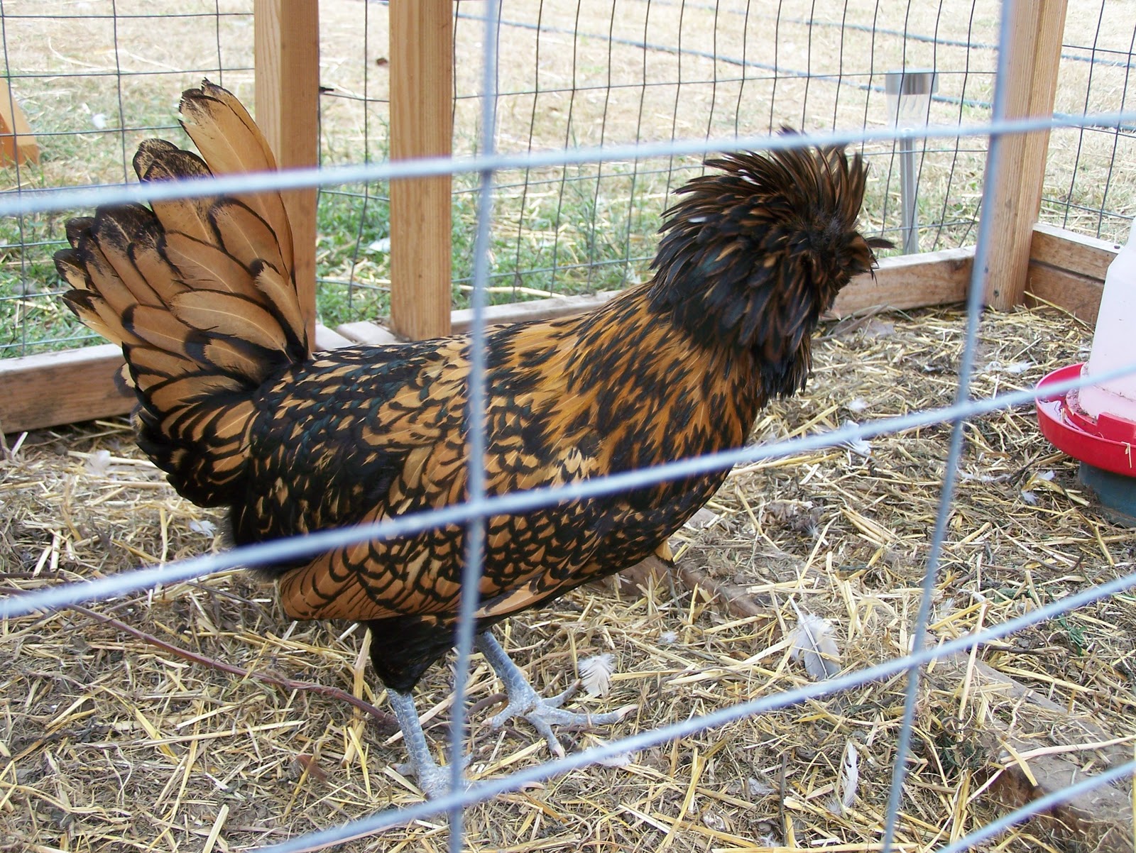 Sherry's Crazy Menagerie: Golden Laced Polish X Mottled Houdan Project