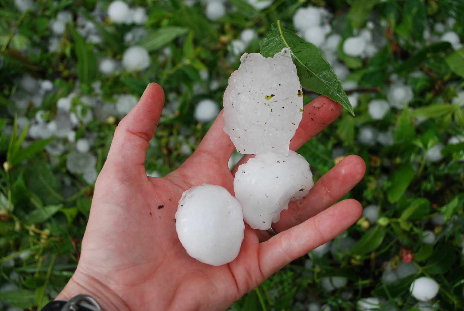 Team Wilson OKC: What The Hail!