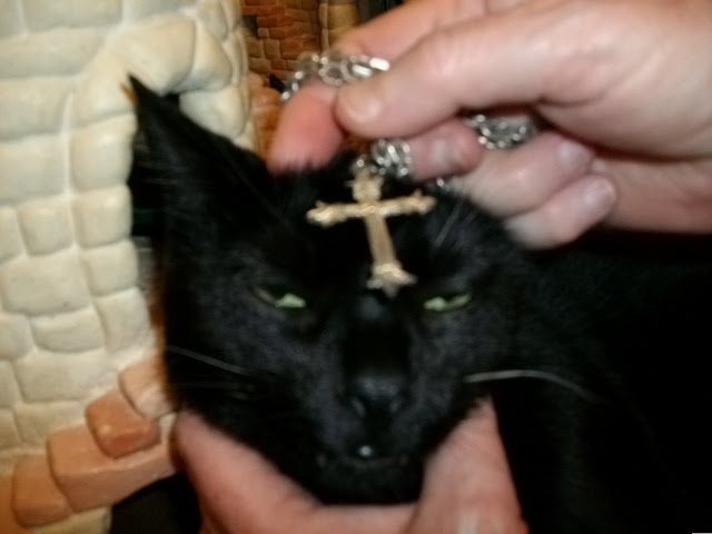 Cadaver Cat: Cadaver Cat claws up Cadaver Dog and Rules New York City