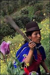 La Sombra del Pino Laso: Una historia mágica.