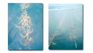 BUDIDAYA RUMPUT LAUT DENGAN METODE TALI PANJANG - PUPUK ORGANIK NASA