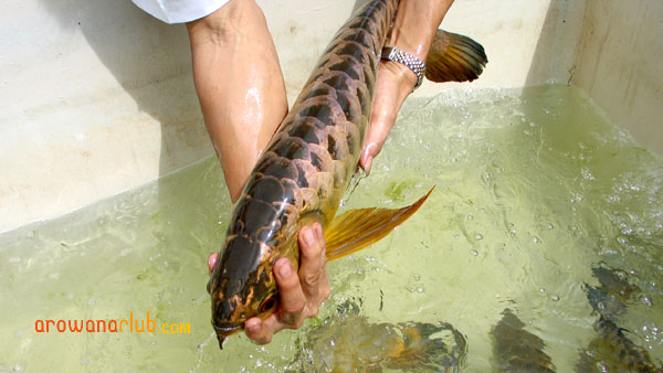 Asian Arowana: KIM KANG AQUACULTURE