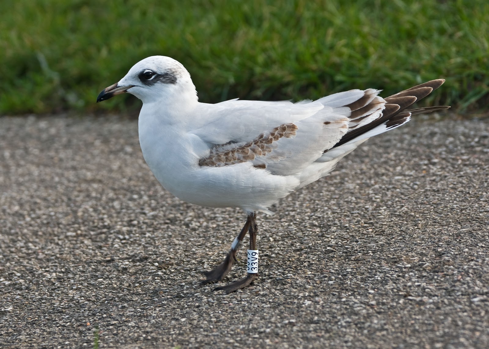 Greater Kent Birder: January 2011