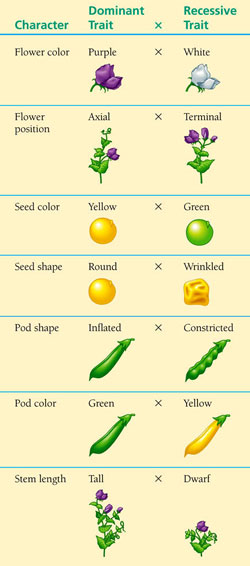 This Growing Life: The genetics of garden peas- with credit to Gregor ...