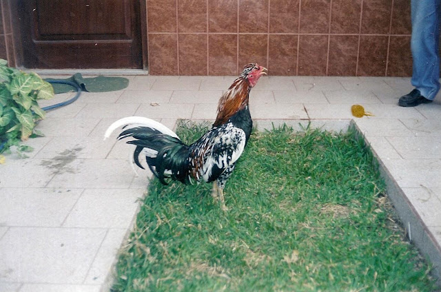 GALPON COCOLIZZO