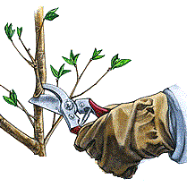 Word Traveler: "Pruning Hurts"