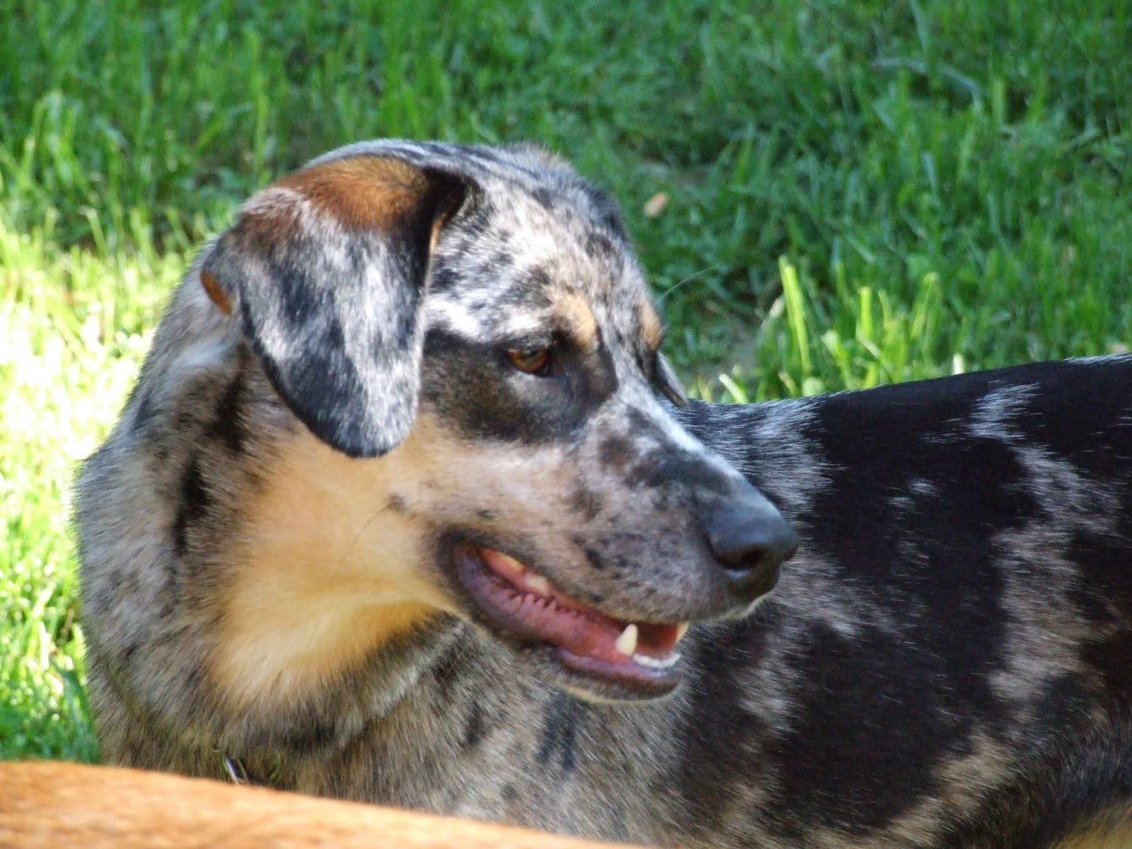 The Livestock Conservancy in Action: The Office Dogs