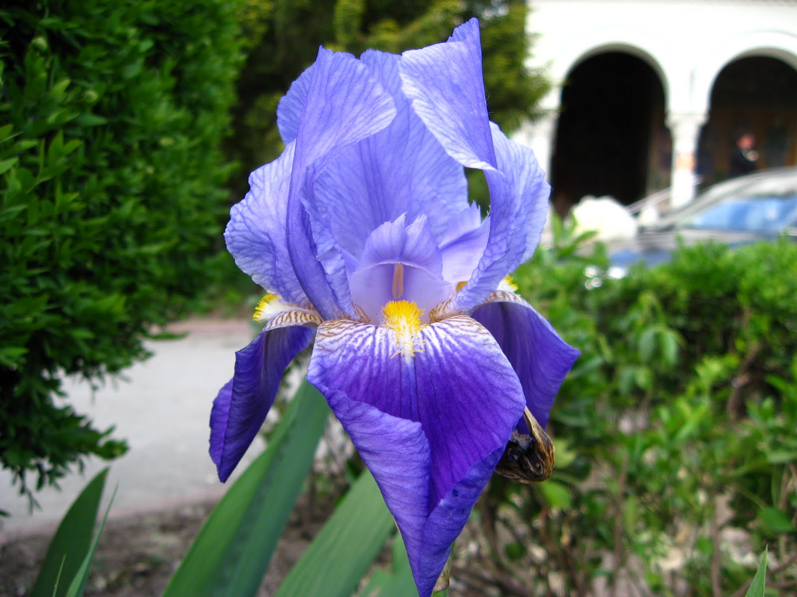 Pasiuni pentru natura: stanjenei