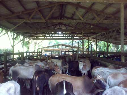 HERITAGE AGRO FARM / PENTERNAKAN LEMBU FIDLOT: LEMBU KK UNTUK IBADAH QURBAN