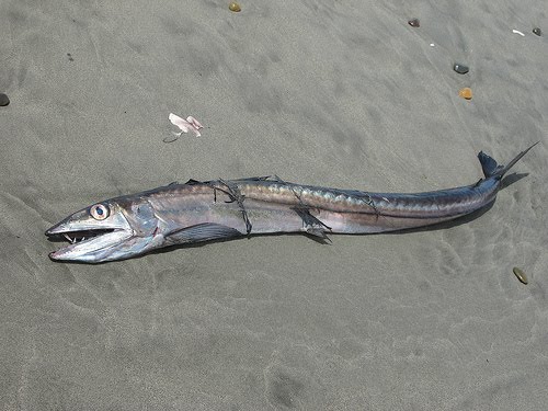 Ari Flaz: 6 Ikan Purba yang Masih Hidup Hingga Sekarang