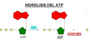 Biofisica: ATP