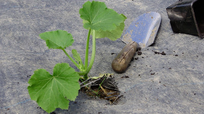 Hopesay Glebe Farm: Weed control with mypex