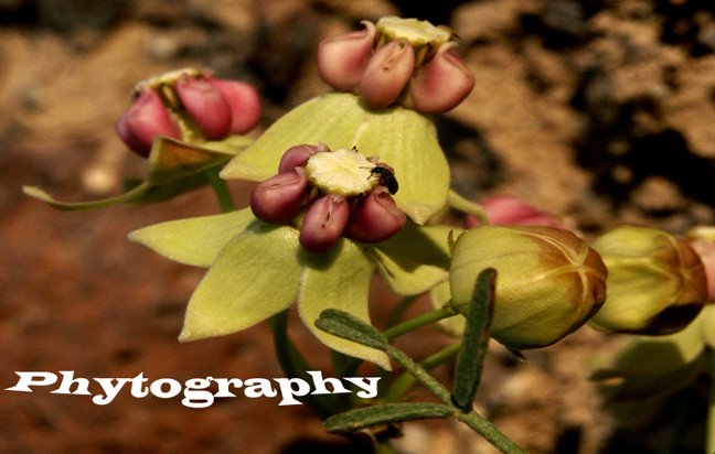 Phytography: Selected Polemoniaceae of Oregon