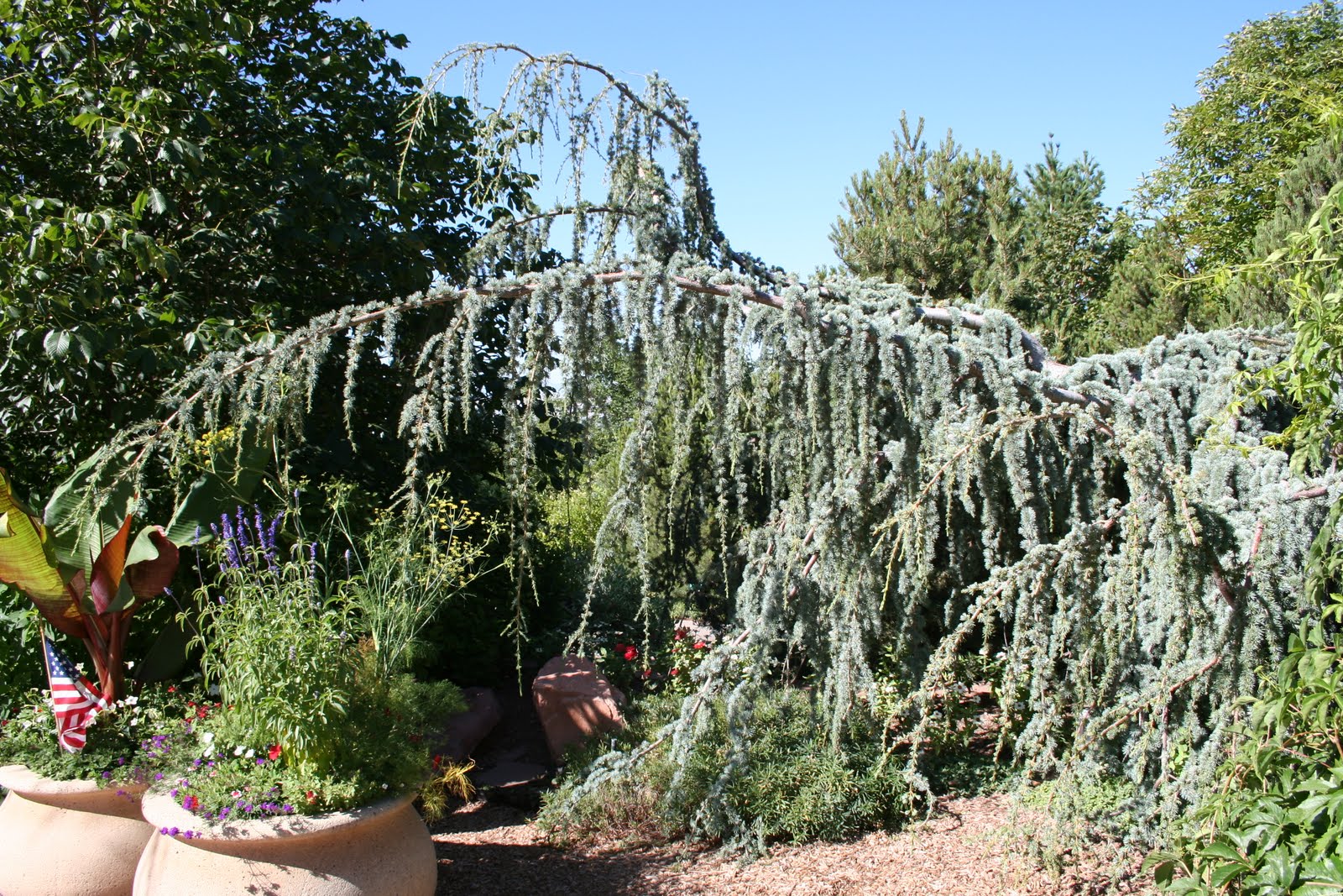 Hurst Street: Weeping Blue Atlas Cedar