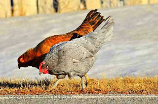 The Nature of Montana, Photography: Grey rooster, red hen, artist ...