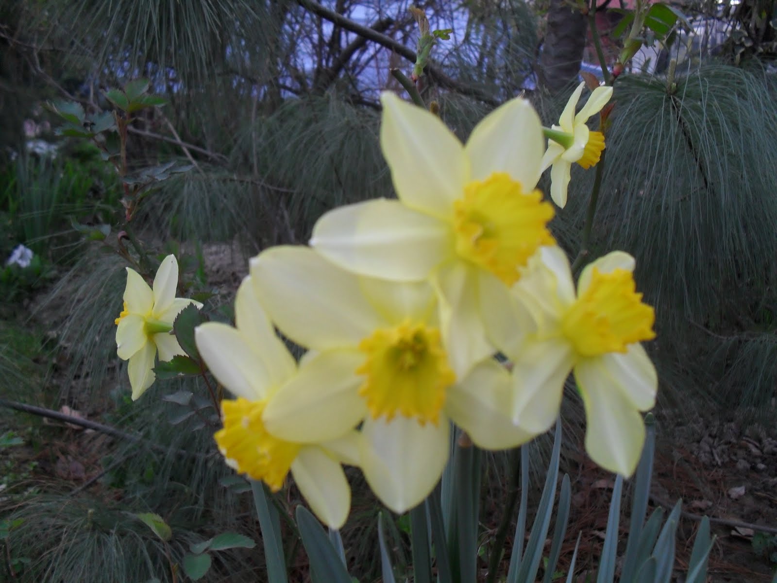CHINAR SHADE : YEMBERZAL FLOWER DECLARES THE ARRIVAL OF SPRING IN KASHMIR