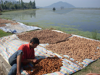 CHINAR SHADE : WALNUTS OF KASHMIR