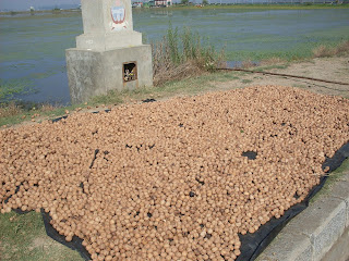 CHINAR SHADE : WALNUTS OF KASHMIR