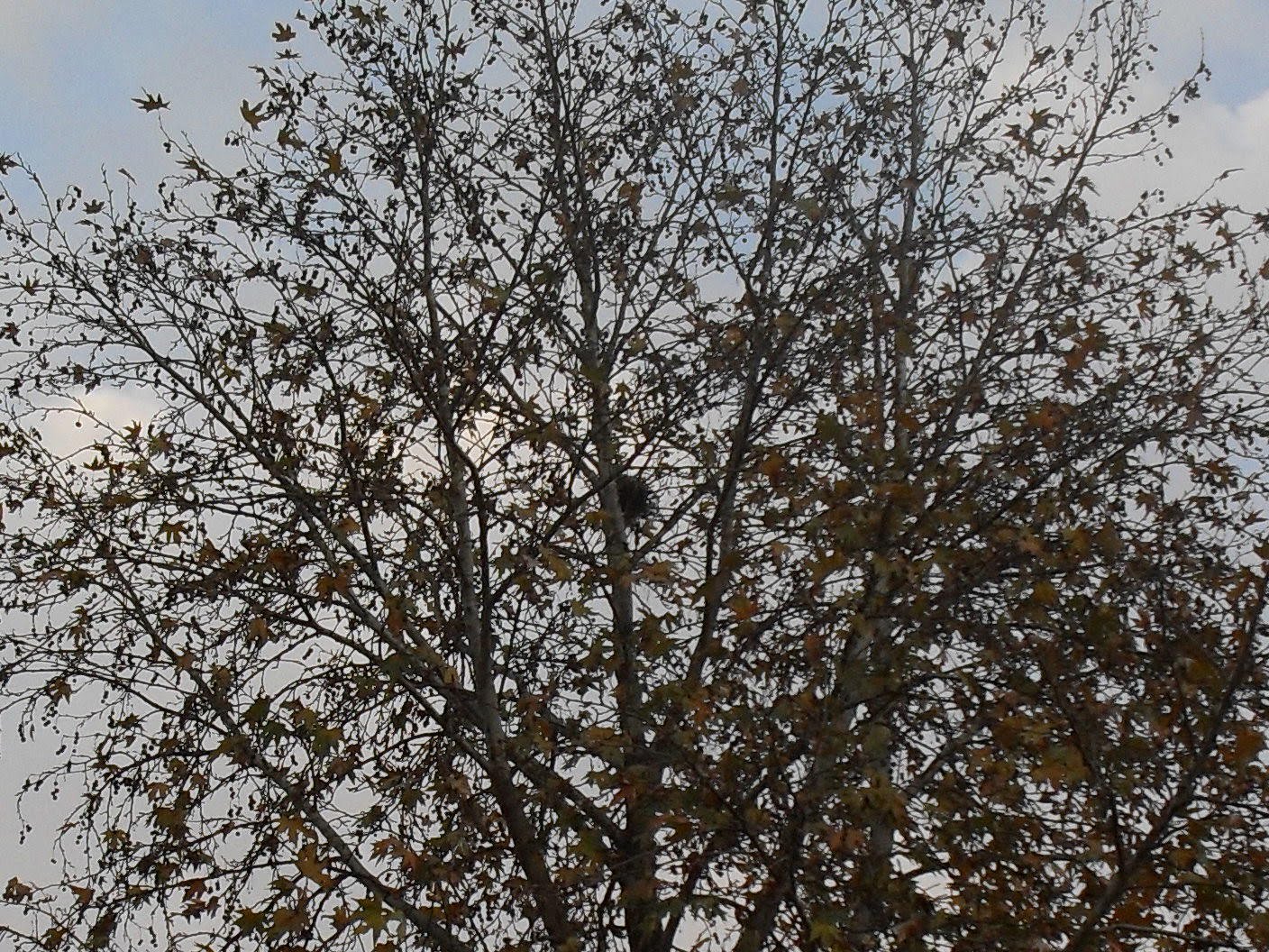 CHINAR SHADE : CHINARS OF KASHMIR IN AUTUMN