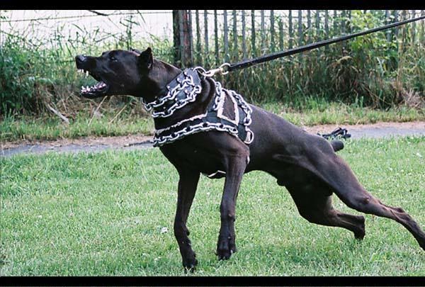 Perros de presa: Canis Pantera