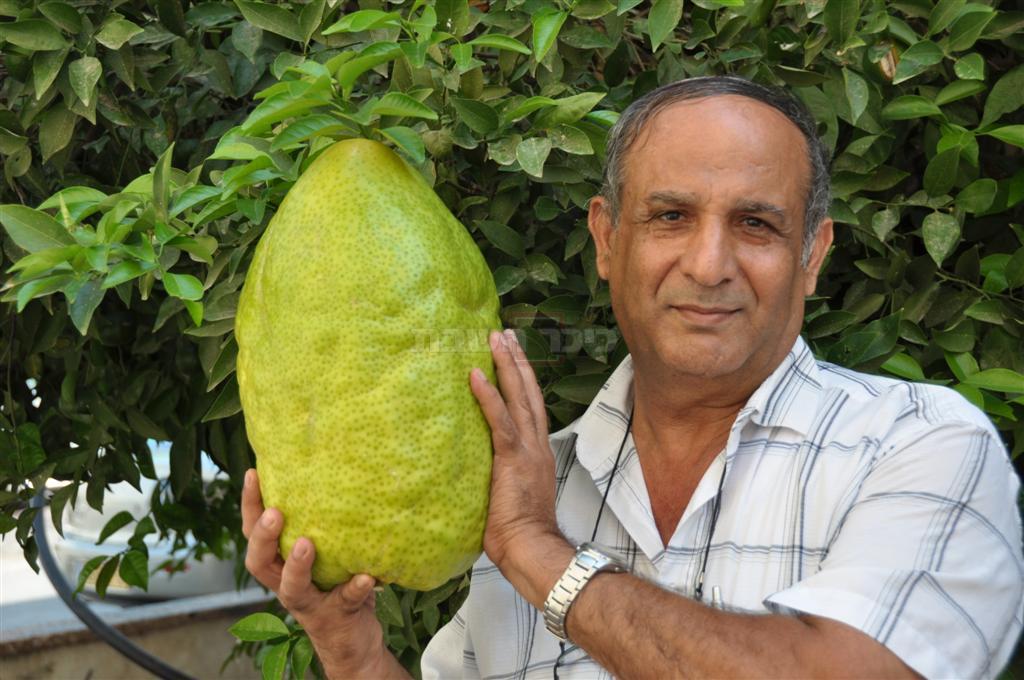 The Muqata: World's Biggest Etrog (not for the faint of heart)