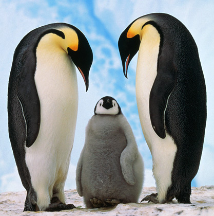 Laker Energy Matters: What are you, a penguin?