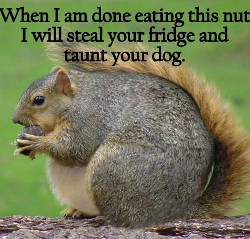 Fat Squirrel Memes