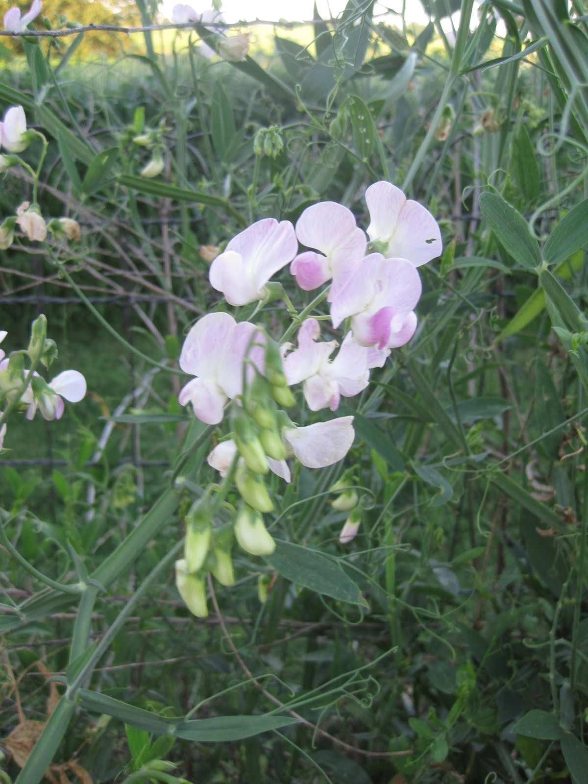 Shabby Pink World: Pink Sweet Pea Vine