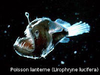 TPE Bioluminescence: I)