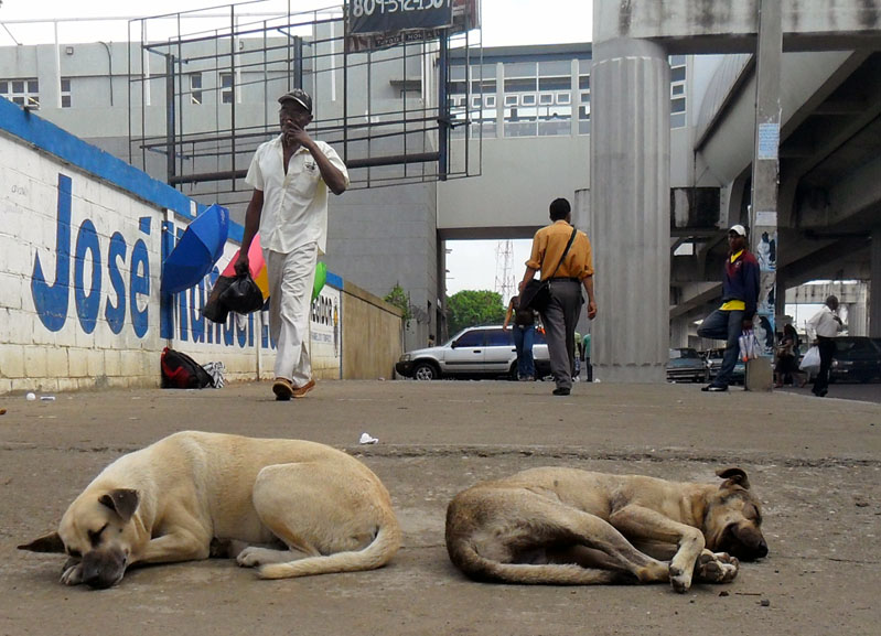 PERROS DURMIENTES - Gazcue Es Arte