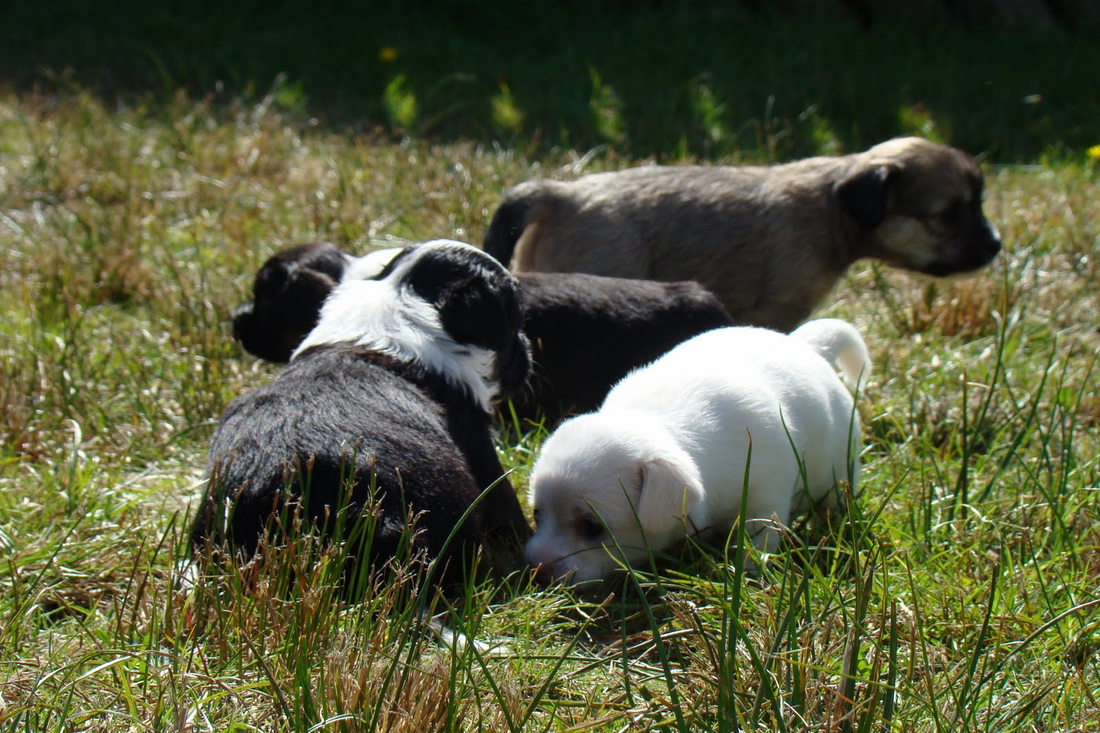 Renates SKRIK: Ferie-reise med valper på sommer stedet vårt :)