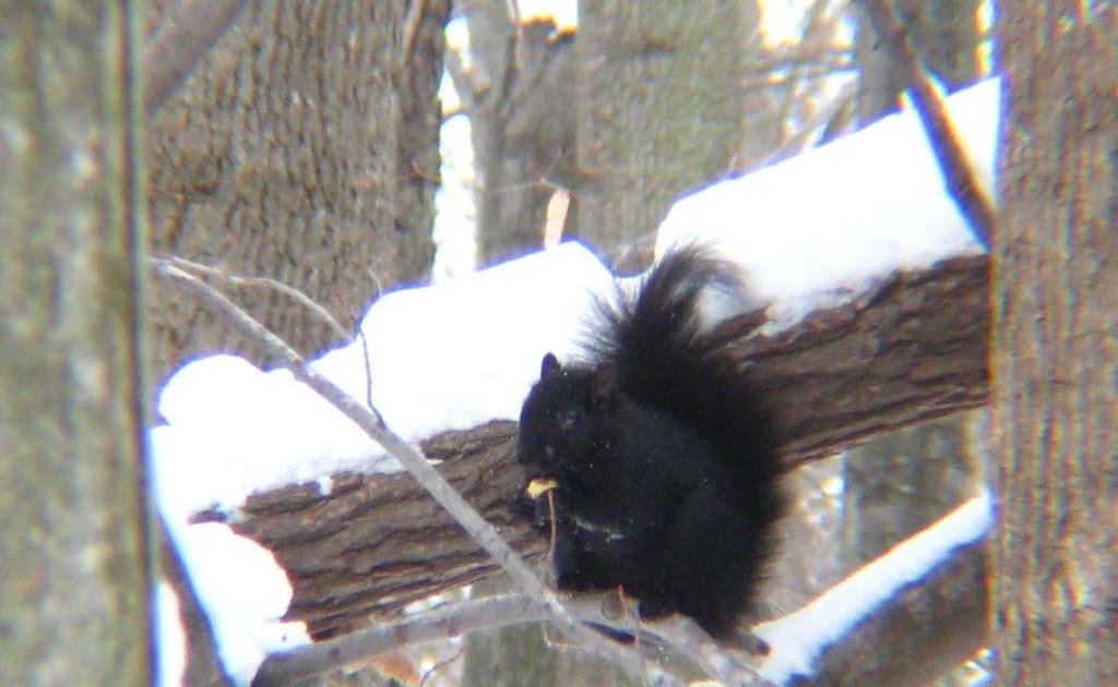 Make A Squirrel Feeder