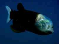 Fish With Transparent Head