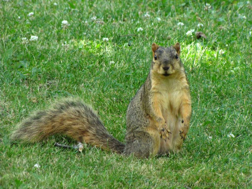 The Everyday Adventurer: Friendly Park Squirrels
