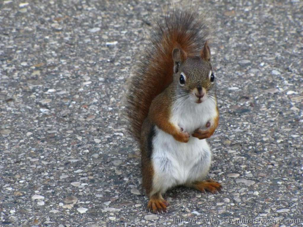 The Everyday Adventurer: Happy Hungry Squirrel