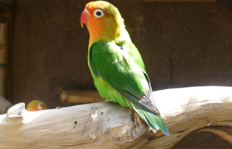 maferzoo: Perico