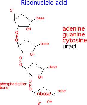 RNA, its Structure and Kinds