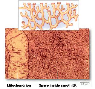 Endoplasmic Reticulum of the Cell